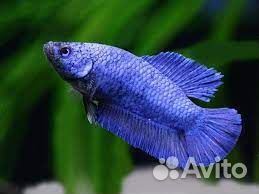 Рыбка петушок самка