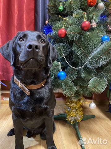 Вязка лабрадор