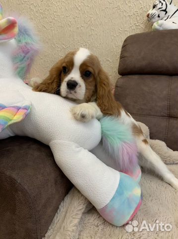 Мальчик бленхейм кавалер