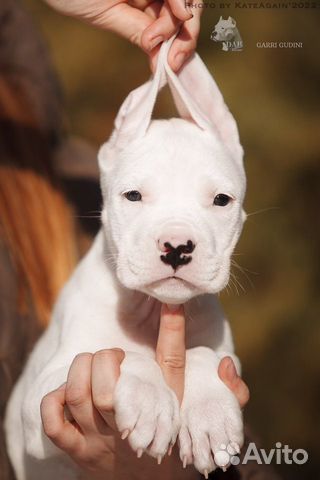 Аргентинский дог