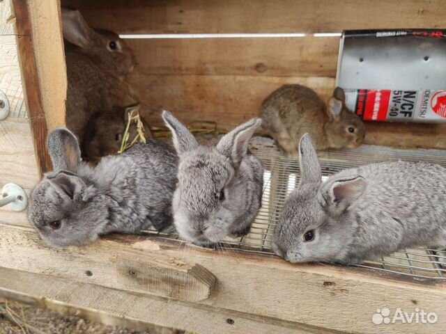 Кролики мясных пород