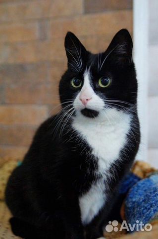 Самый общительный кот Кеша