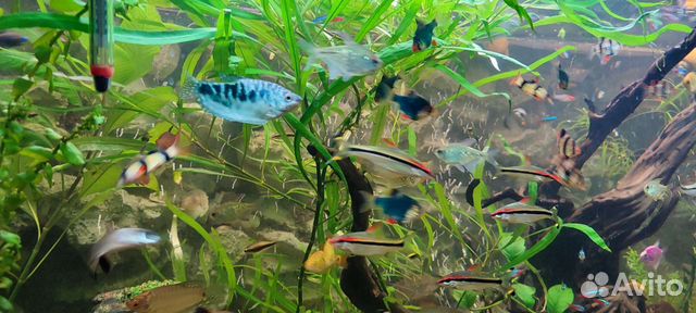 Гурами Мраморные