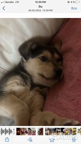 Мальчик Барс в добрые руки