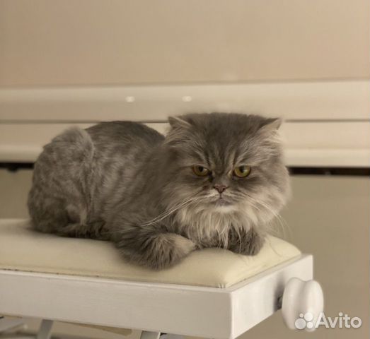 Британский кот