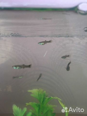 Мальки гуппи
