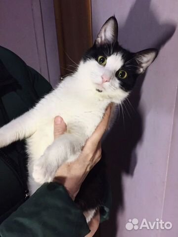 Кошка