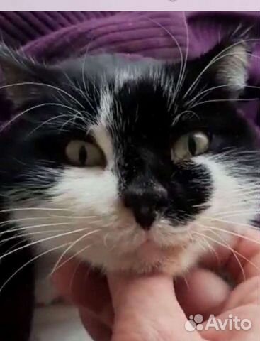 Очаровательная кошечка Жанна в добрые руки