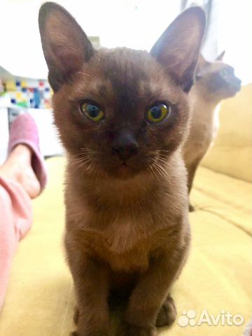 Продам котенка