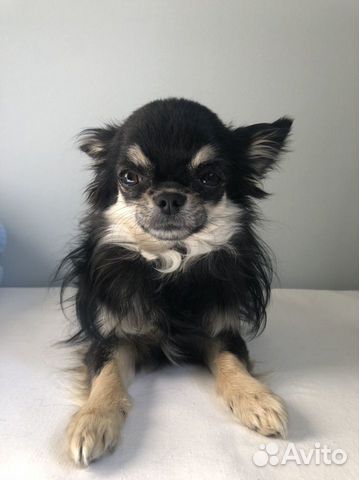 Вязка чихуахуа