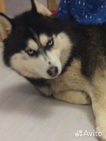 Сибирский хаски. Ищем