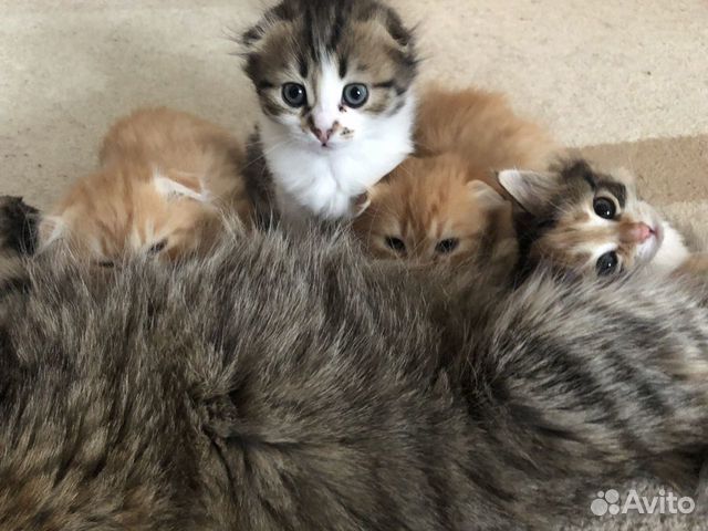 Котята в добрые руки бесплатно