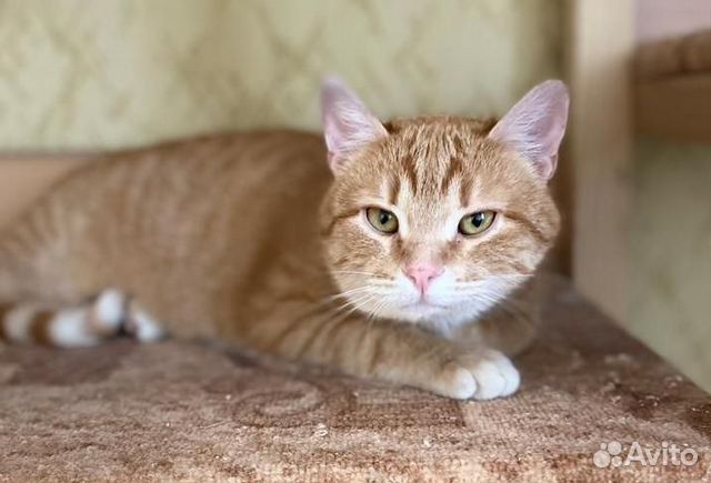 Степашка хочет познакомиться