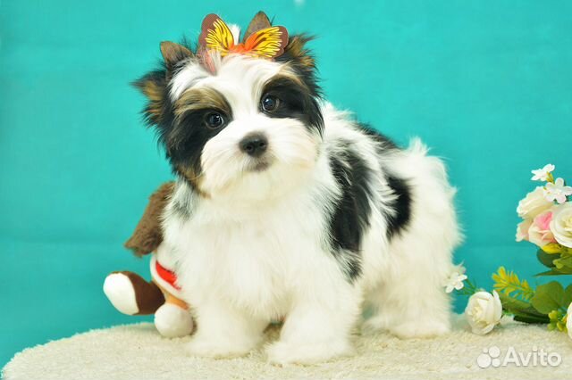 Бивер, эффектный мальчик