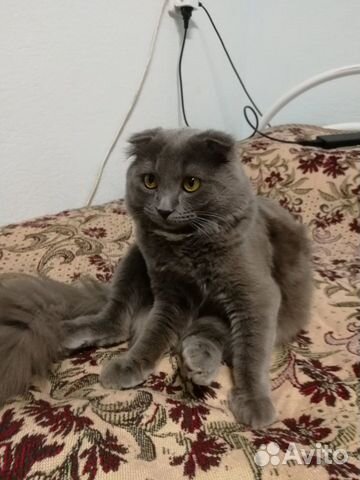 Кот добросердечным людям