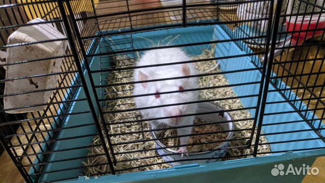 Крыса-альбинос с клеткой