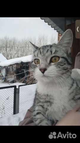 Кошки Дина и Ариша