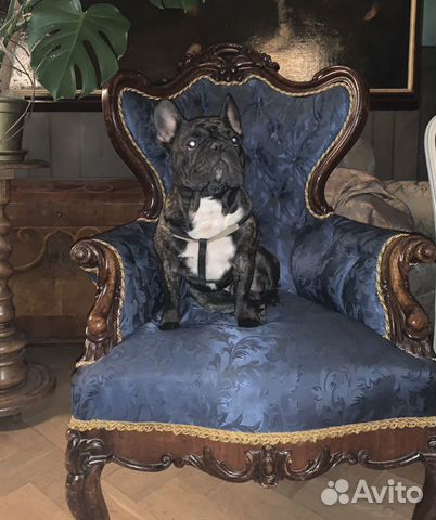 Ищем невесту ) французский бульдог