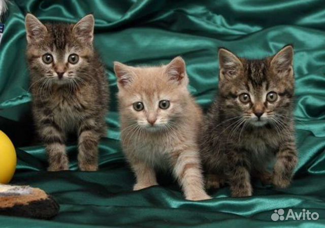 Бенгальские котята