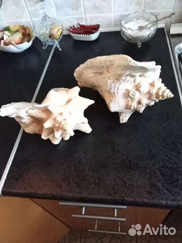 Морские раковины