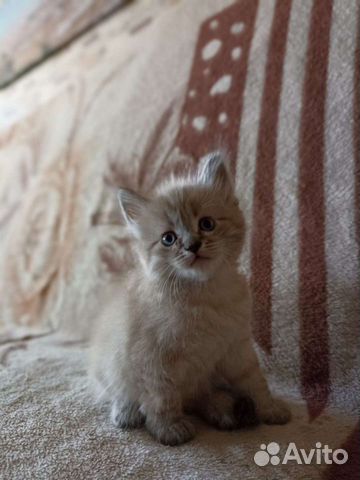 Самый лучший котенок-рысёнок