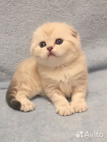 Шотландские вислоухие котята