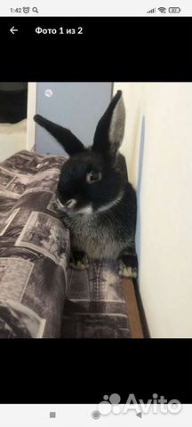 Крольчиха немецкая огневка на вязку