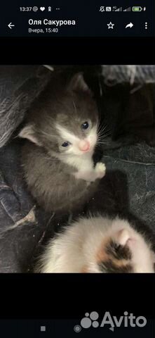 Кошка и 2 котёнка ищут дом