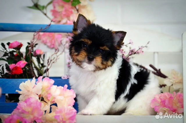 Бивер мальчк с очень красивой головой и окрасом