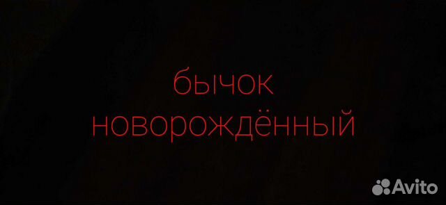 Телята бычки