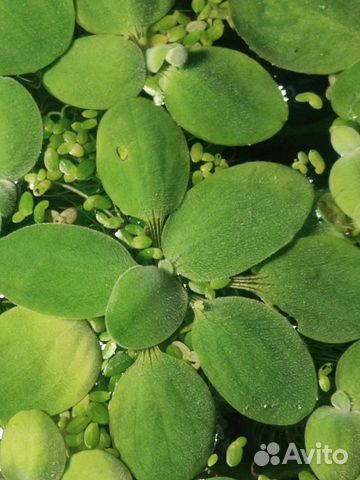 Растения пистия