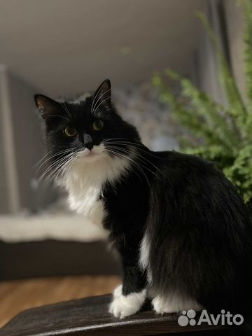 Отдам Кота в добрые руки