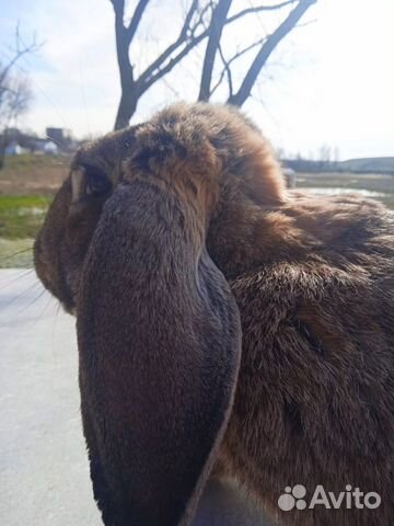 Кролик Французский Баран