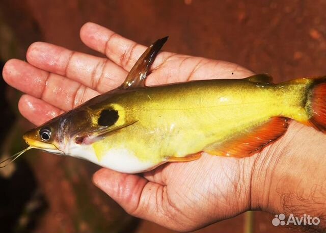 Сом павлиний глаз (Horabagrus brachysoma)