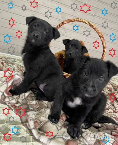 Маленькие черные щенки