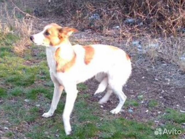 Русская борзая