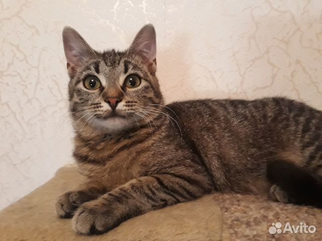 Котенок 5-6 месяцев, девочка