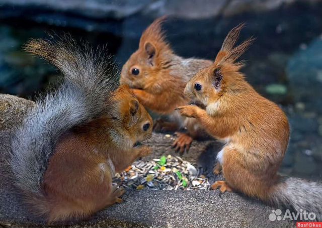 Белочки бельчата