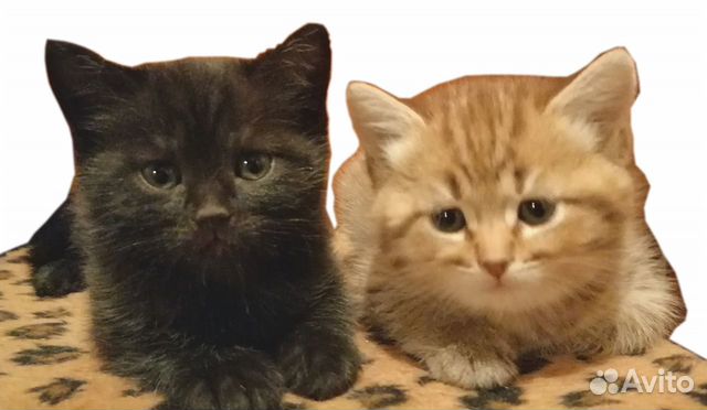 Шотландские котята