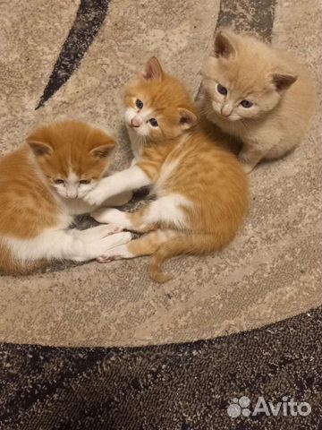 Кошка в дар