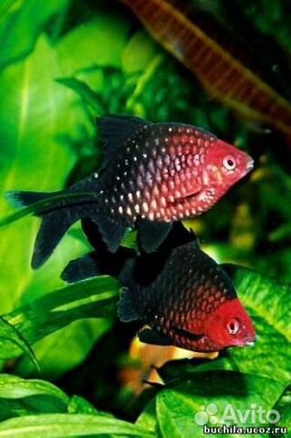 Два барбуса дениссони и четыре барбуса черных
