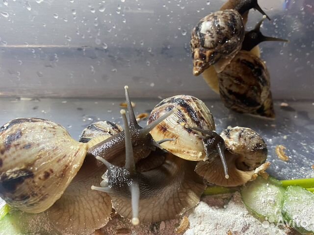 Улитки Ахатины Ретикулята