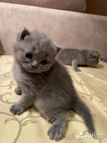 Шотландские котята