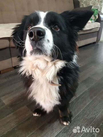 Собака в добрые руки