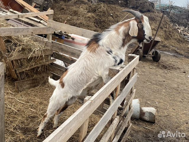 Козел нубиец