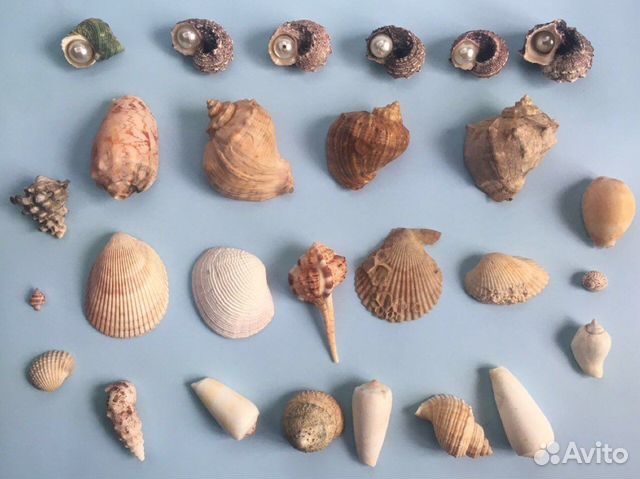 Ракушки для аквариума с жемчугом