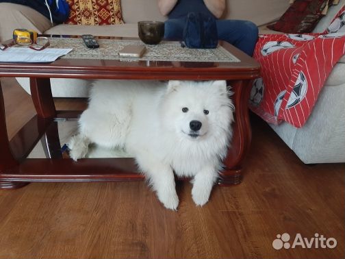 Ищем невесту нашему красавцу Ричарду Гиру