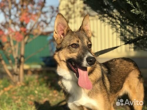 Трогательный, компактный Бруно в добрые руки