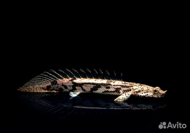 Полиптер Сенигальский. Эндлихера. Рыбки