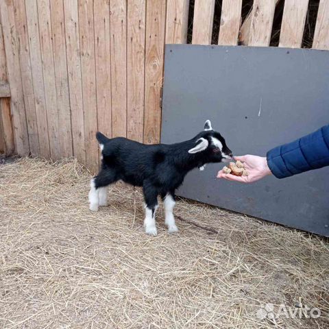 Козы козлята